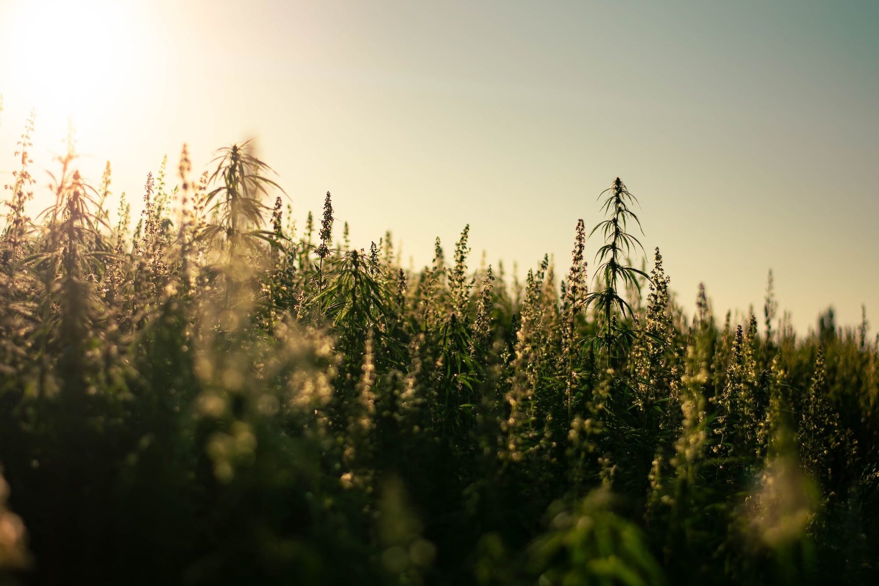 X-Hemp